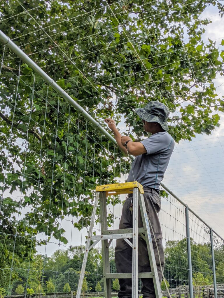 More Shade and a New Perch for My Peafowl - The Martha Stewart Blog