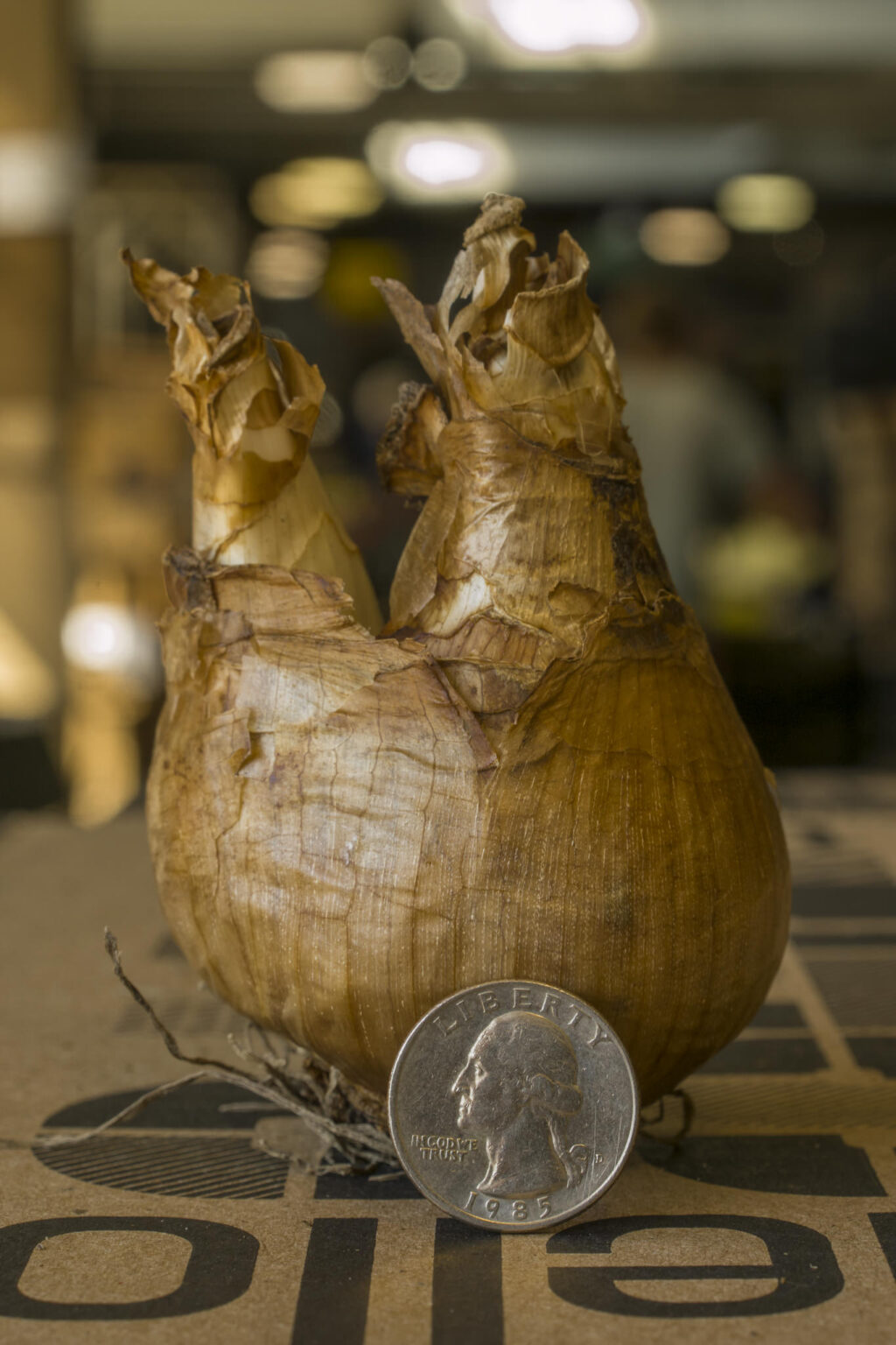 The Martha Stewart Blog : Blog Archive Colorblends Wholesale ...