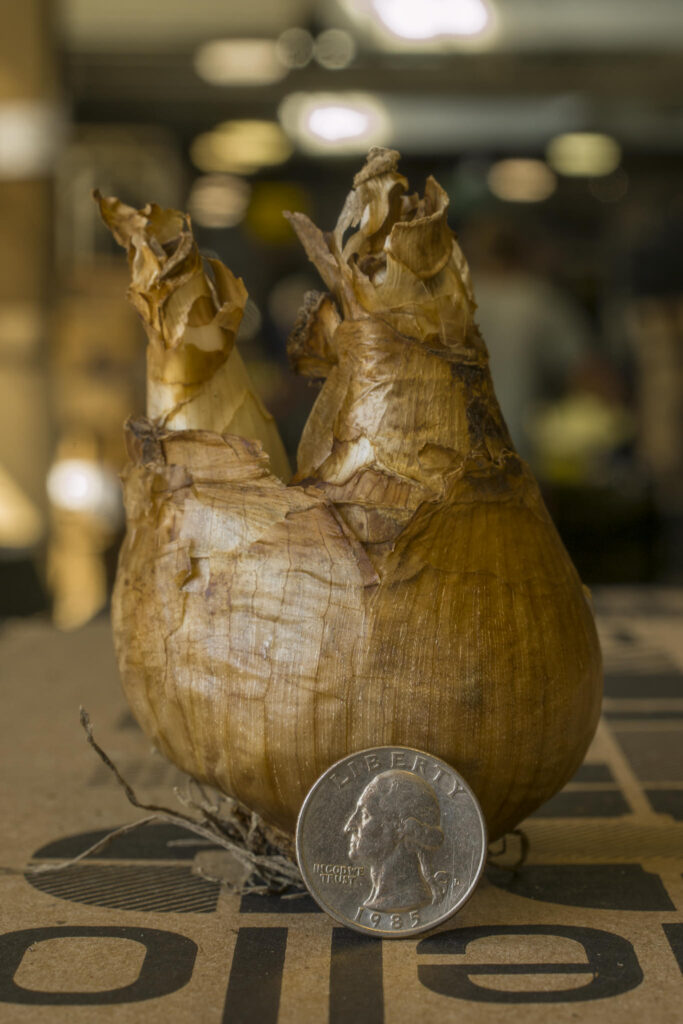 The Martha Stewart Blog : Blog Archive Colorblends Wholesale ...