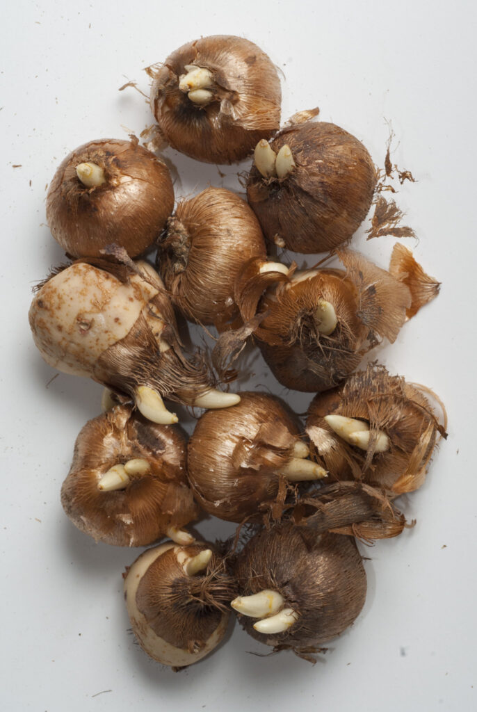 Colorblends Wholesale Flowerbulbs - The Martha Stewart Blog