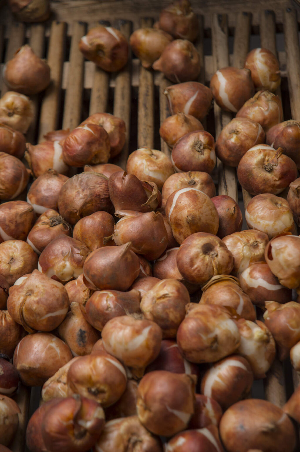 Colorblends Wholesale Flowerbulbs - The Martha Stewart Blog