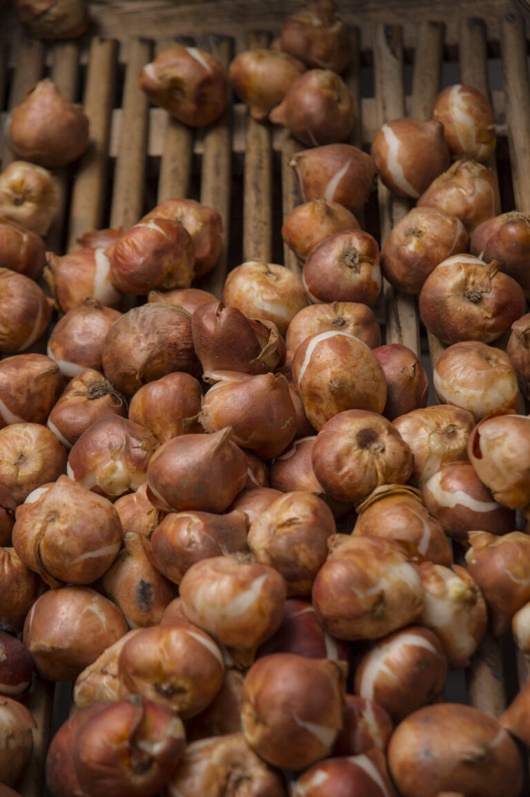 Colorblends Wholesale Flowerbulbs - The Martha Stewart Blog