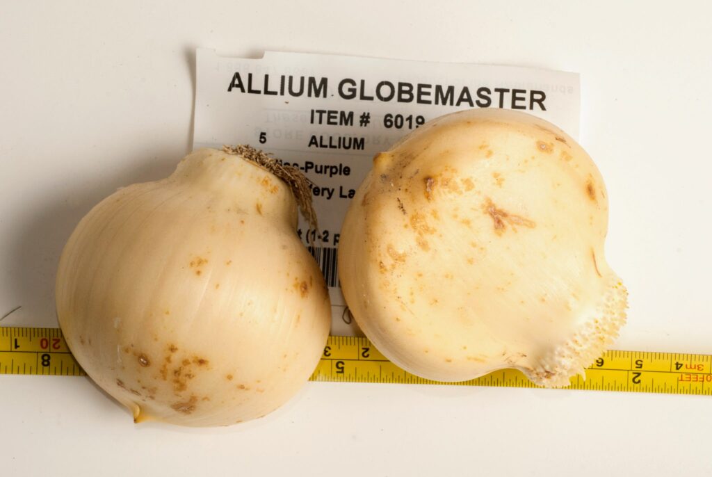 Colorblends Wholesale Flowerbulbs - The Martha Stewart Blog