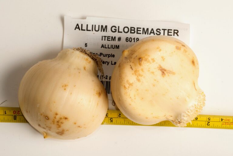 The Martha Stewart Blog : Blog Archive Colorblends Wholesale ...