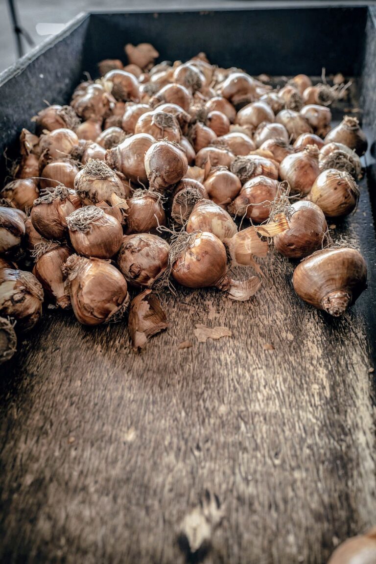 The Martha Stewart Blog : Blog Archive Colorblends Wholesale ...