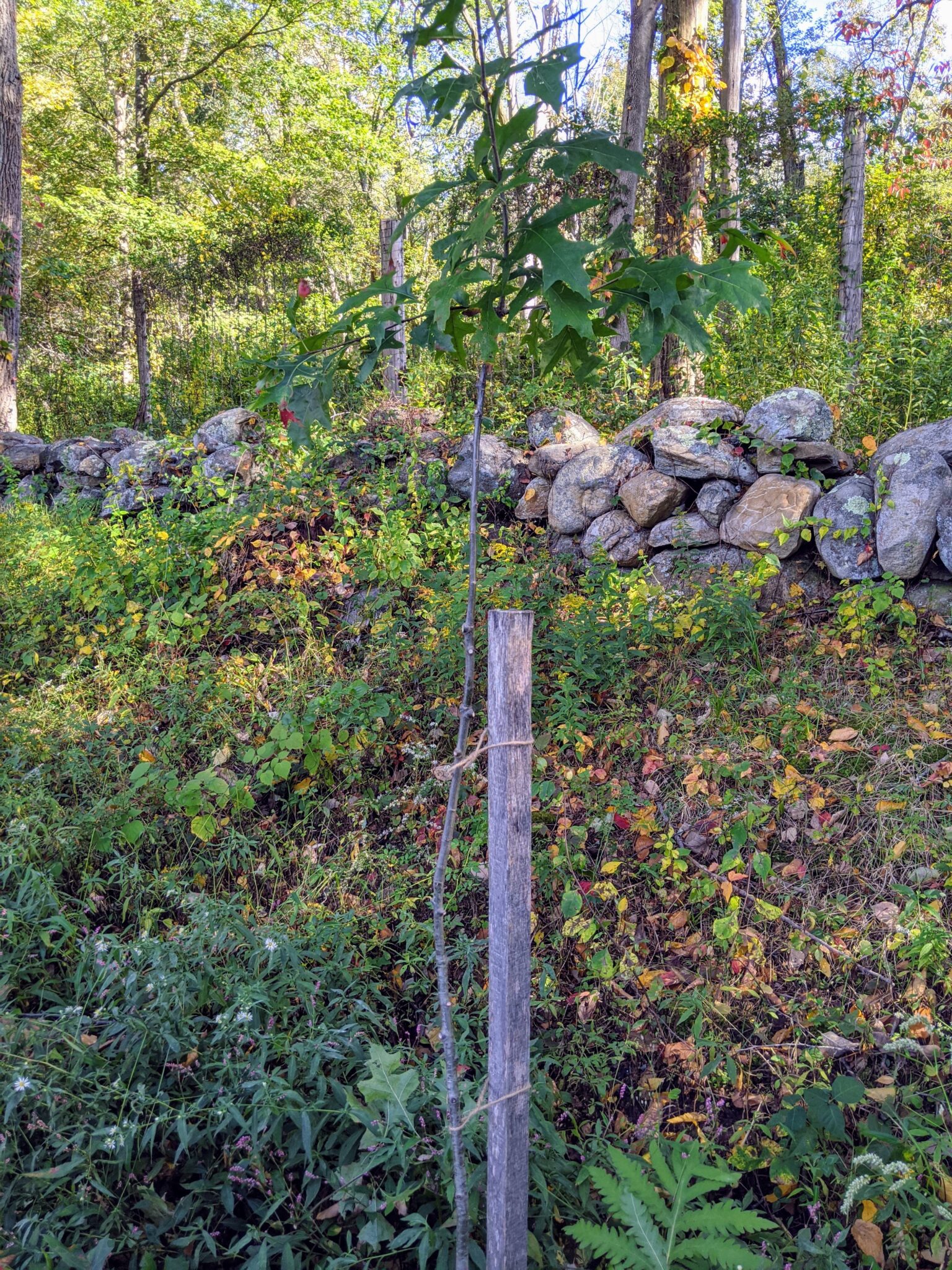 The Martha Stewart Blog : Blog Archive Maintaining the Allées at My ...