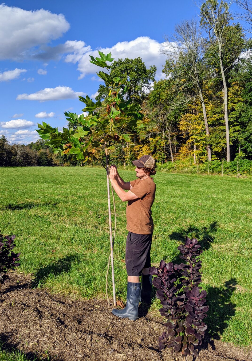 The Martha Stewart Blog : Blog Archive Maintaining the Allées at My ...