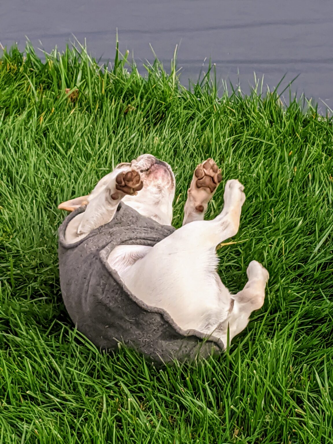 My Chow Chows and French Bulldogs - The Martha Stewart Blog