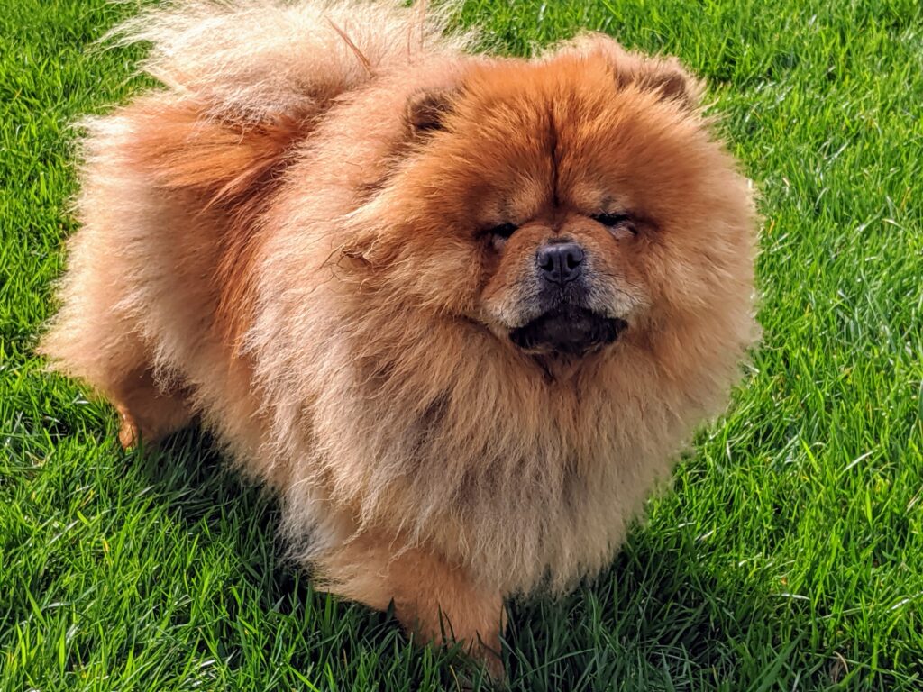 My Chow Chows and French Bulldogs - The Martha Stewart Blog