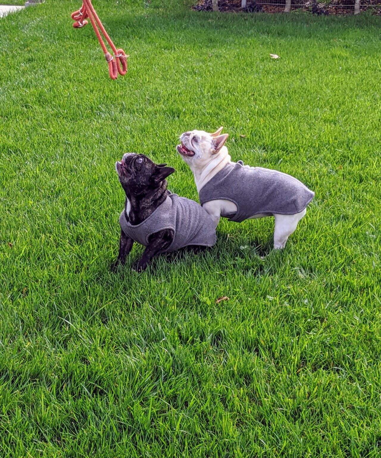 My Chow Chows and French Bulldogs - The Martha Stewart Blog