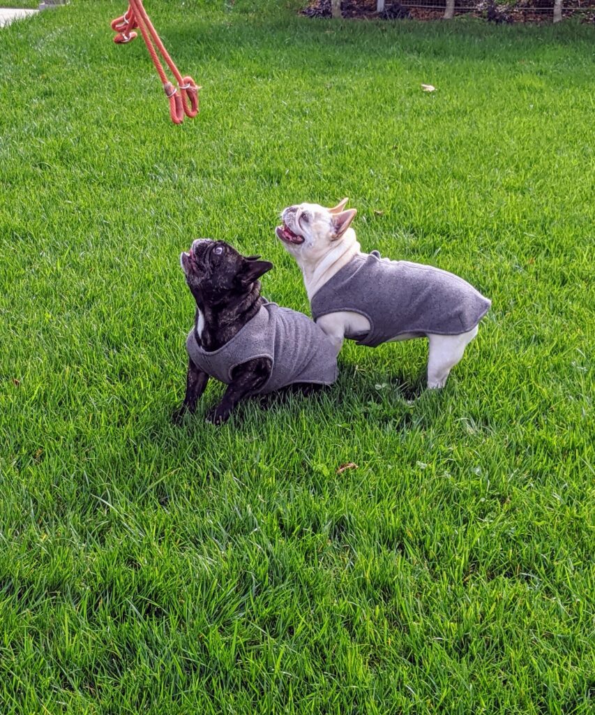 My Chow Chows and French Bulldogs - The Martha Stewart Blog