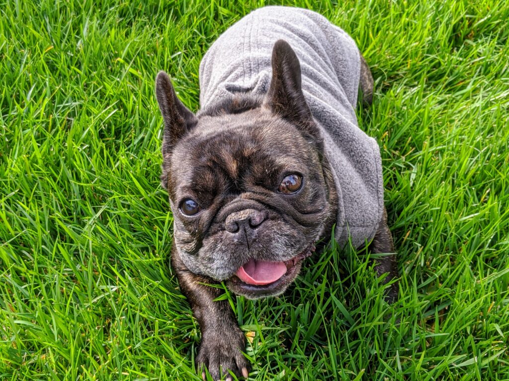 My Chow Chows and French Bulldogs - The Martha Stewart Blog