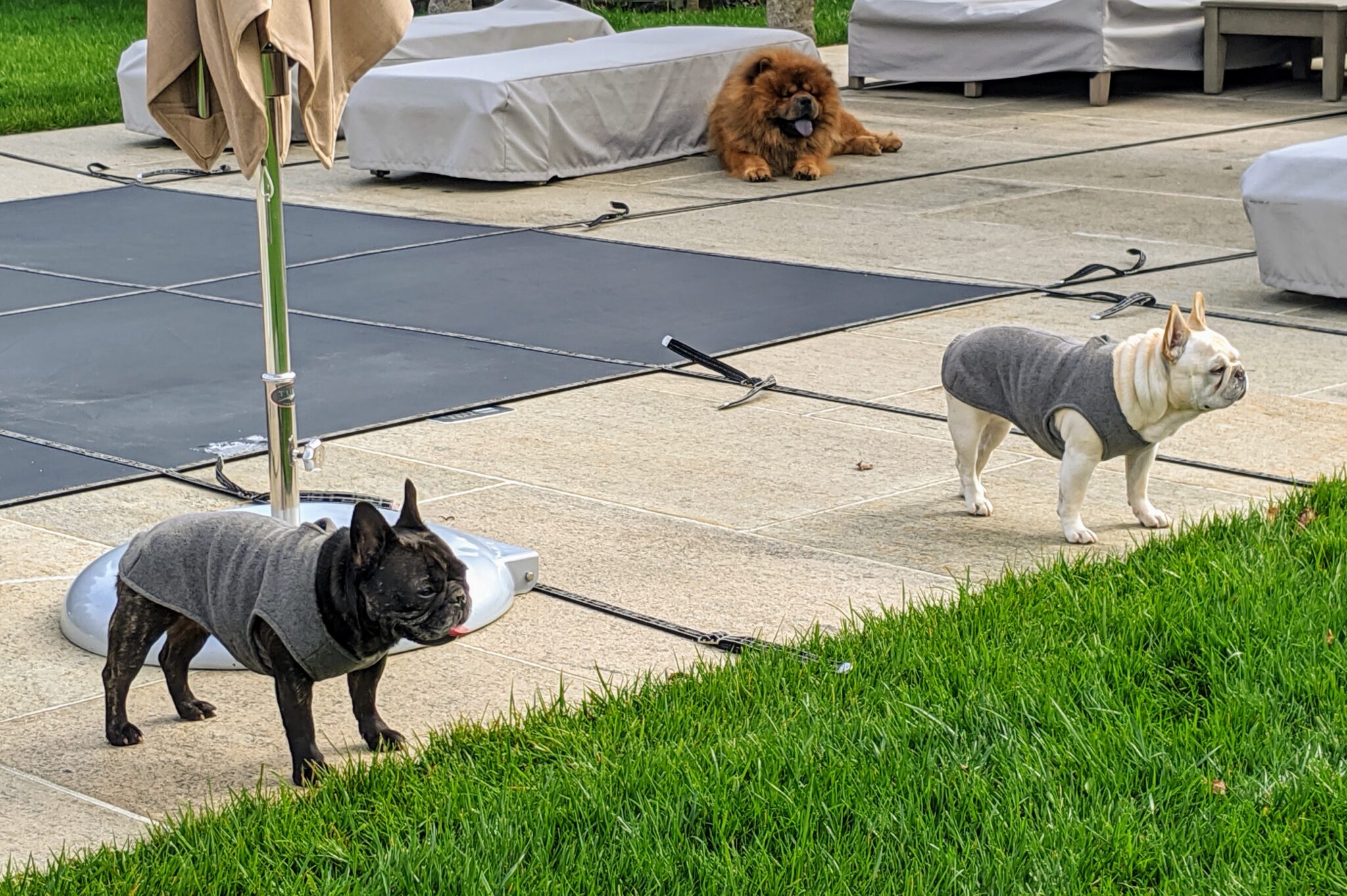 My Chow Chows and French Bulldogs - The Martha Stewart Blog
