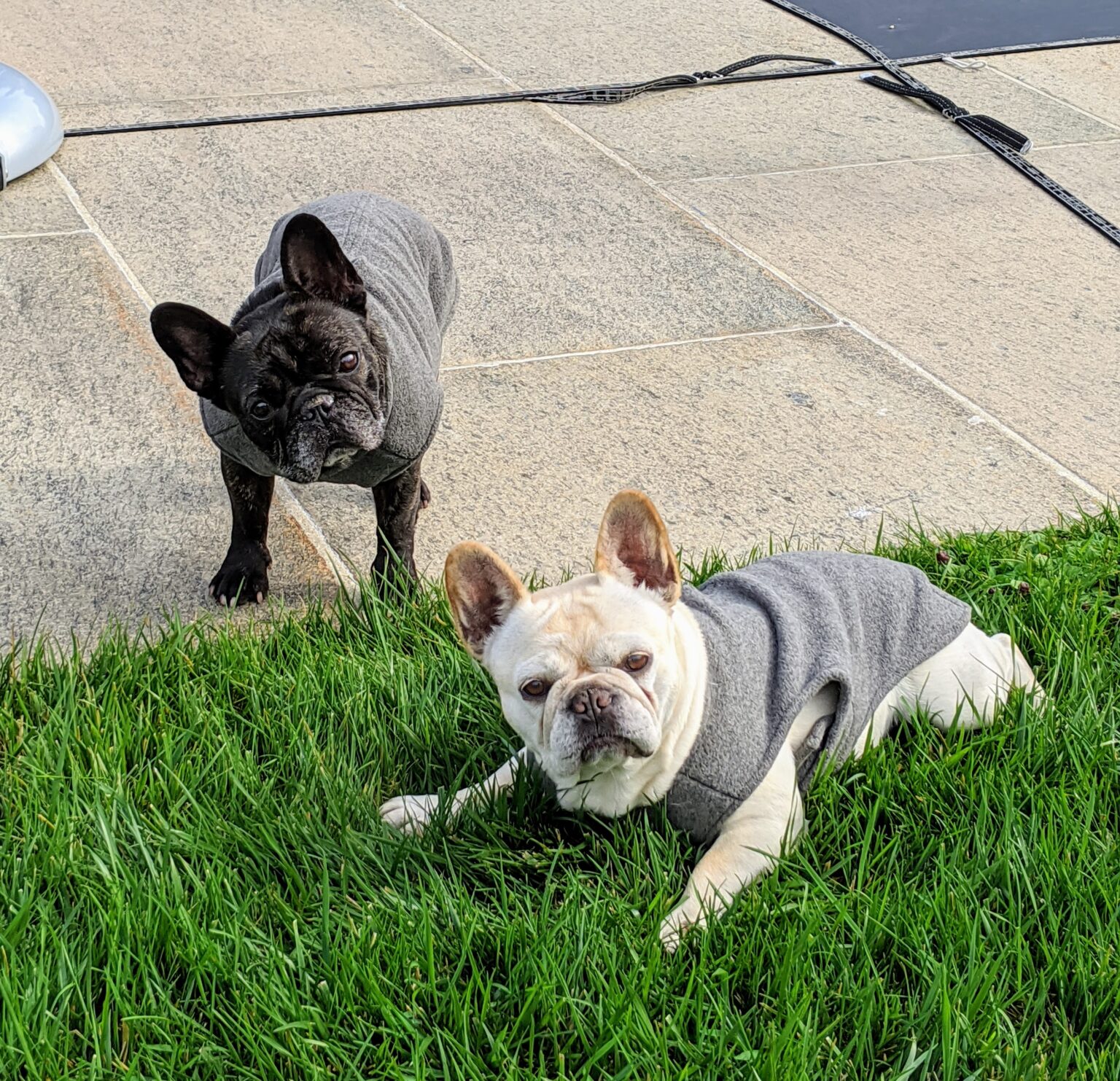 My Chow Chows and French Bulldogs - The Martha Stewart Blog