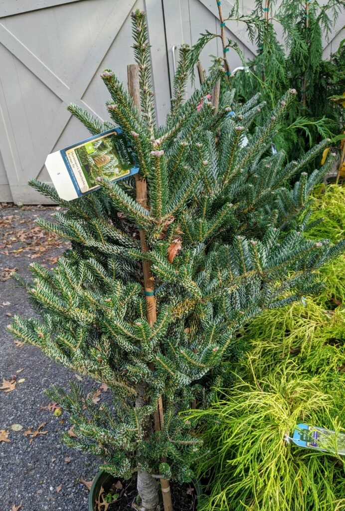 The Martha Stewart Blog : Blog Archive Planting Evergreens at the Farm ...