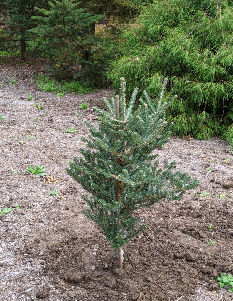 Planting Evergreens at the Farm - The Martha Stewart Blog
