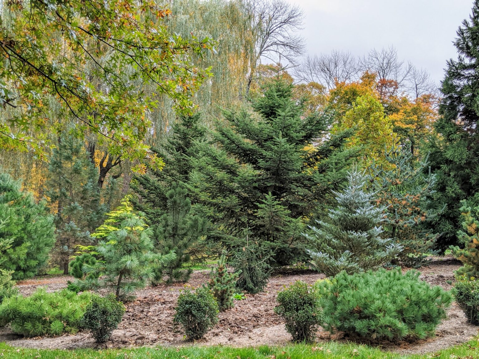 Planting Evergreens at the Farm - The Martha Stewart Blog
