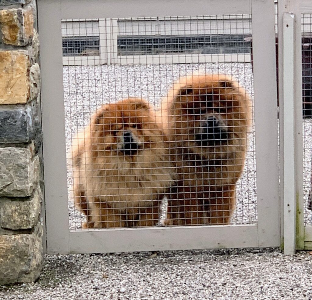 My Chow Chows and French Bulldogs - The Martha Stewart Blog