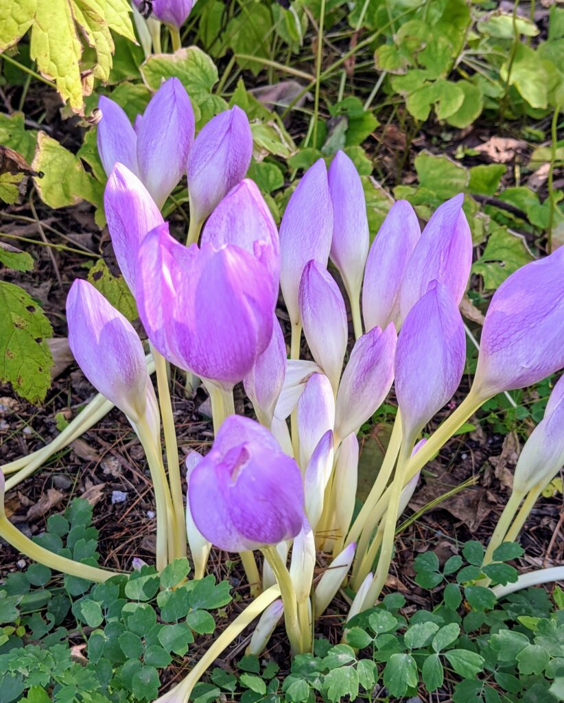 Colchicum and Other Blooms - The Martha Stewart Blog