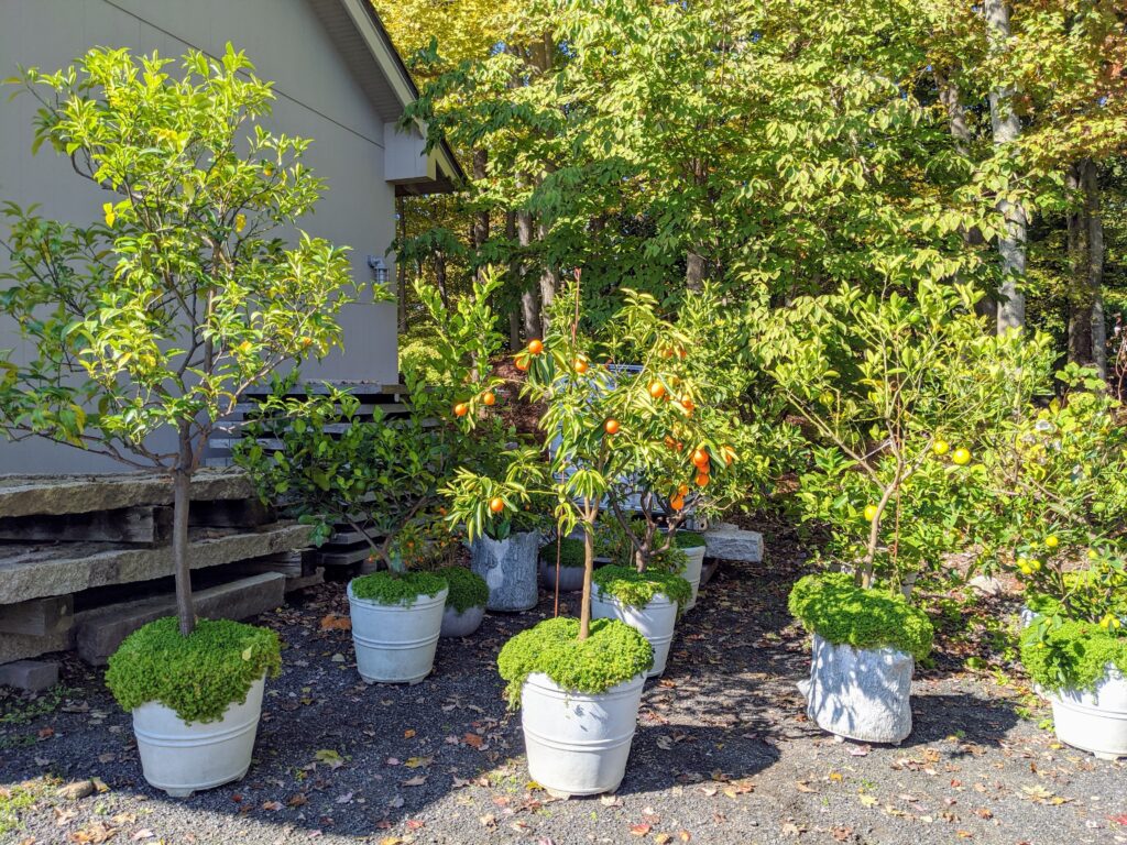 Storing My Citrus Collection for Winter - The Martha Stewart Blog