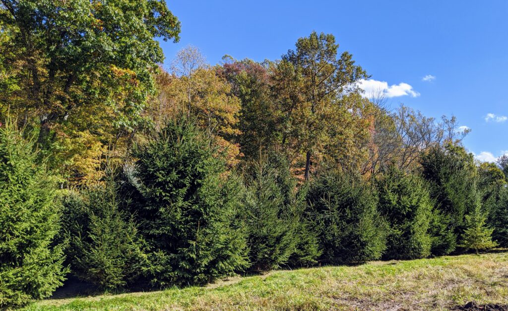 Early Fall Colors at the Farm - The Martha Stewart Blog