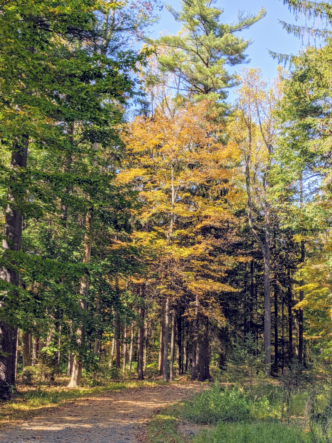 Early Fall Colors at the Farm - The Martha Stewart Blog