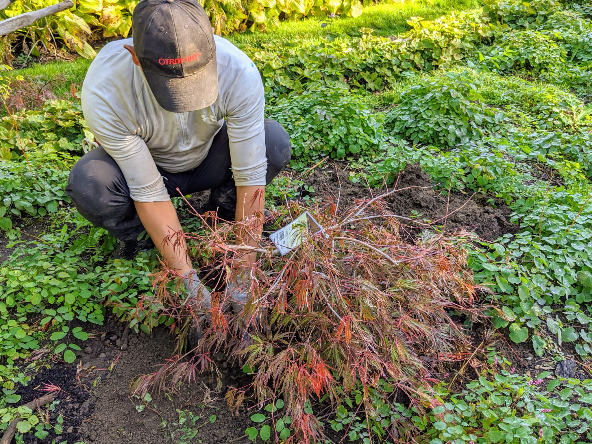 The Martha Stewart Blog : Blog Archive Planting Japanese Maples Behind ...