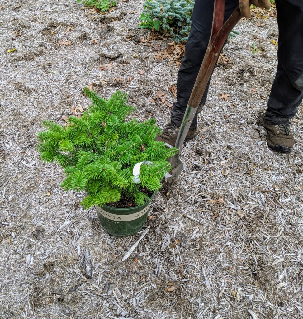 The Martha Stewart Blog : Blog Archive Planting Evergreens at the Farm ...