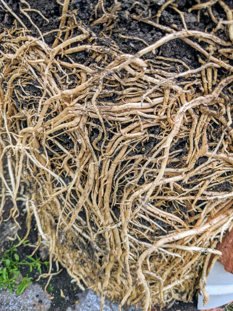Repotting a Sago Palm - The Martha Stewart Blog
