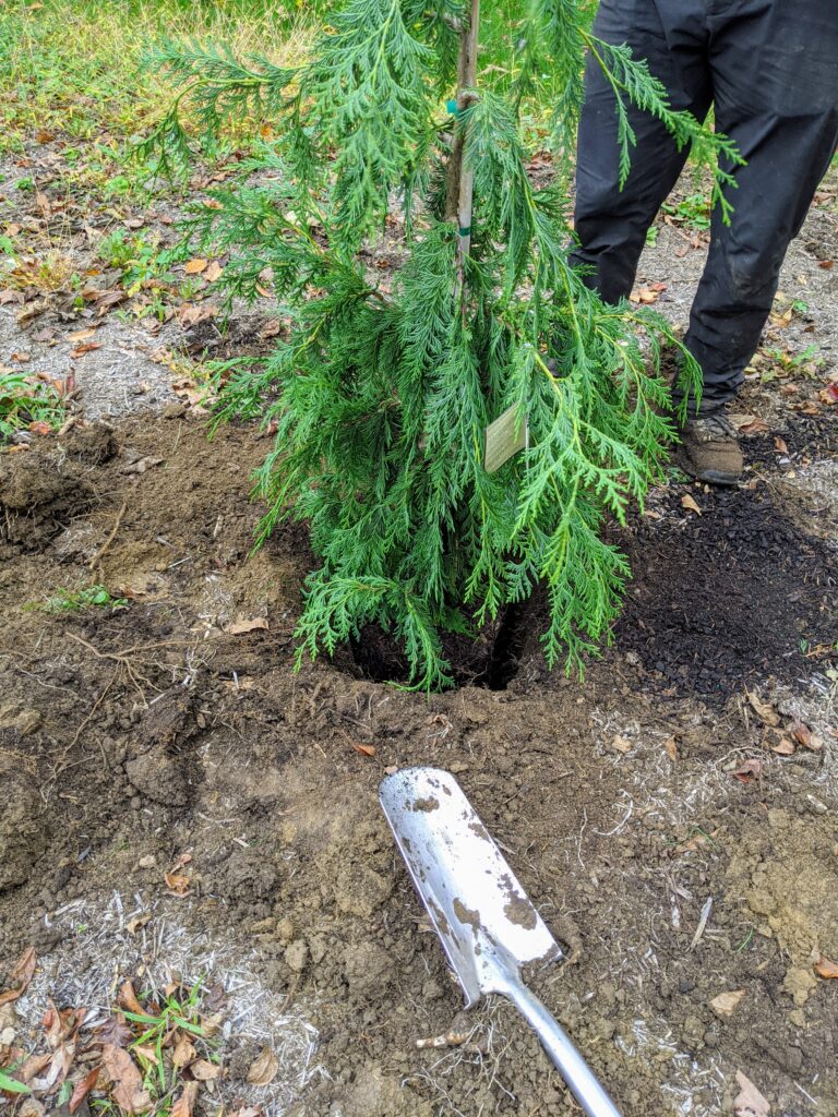 Planting Evergreens at the Farm - The Martha Stewart Blog