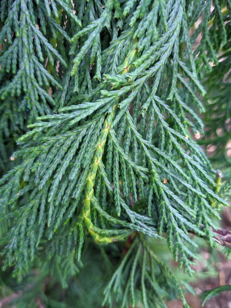 Wispy Evergreen Plant