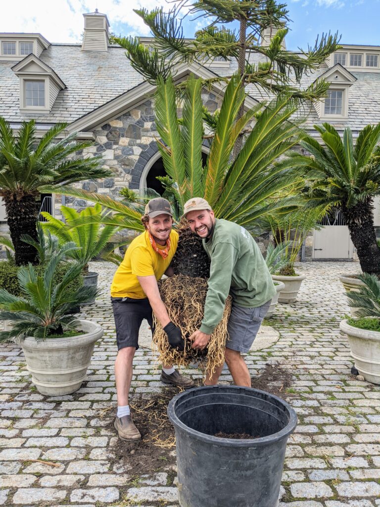 Repotting a Sago Palm - The Martha Stewart Blog
