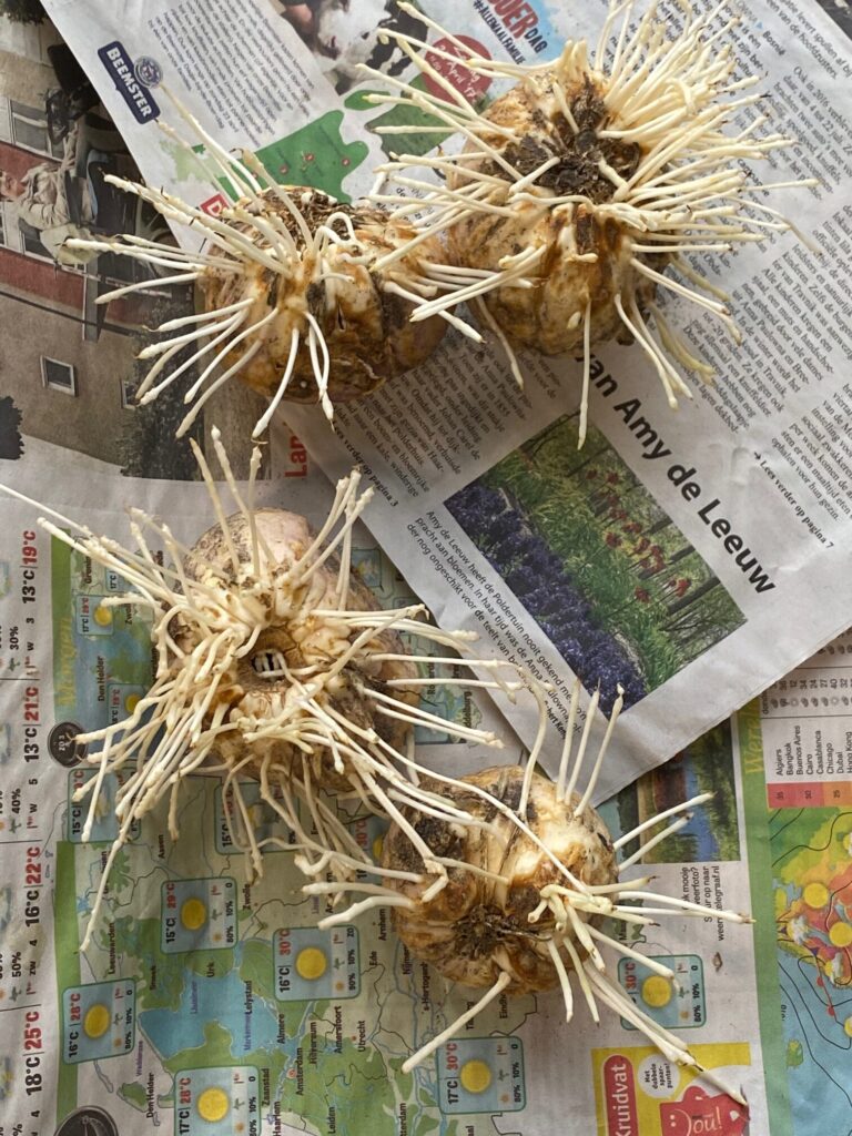 Colorblends Wholesale Flowerbulbs - The Martha Stewart Blog