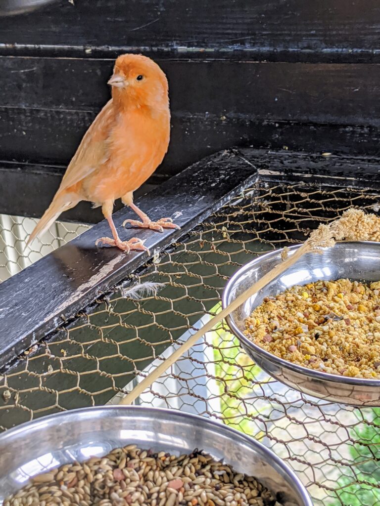 Parakeets at the Farm - The Martha Stewart Blog