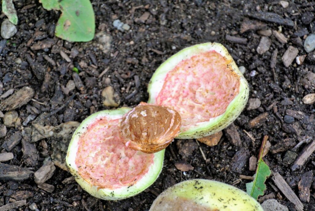 Caring for My Almond Trees - The Martha Stewart Blog