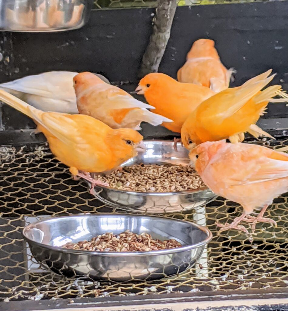 Parakeets at the Farm - The Martha Stewart Blog