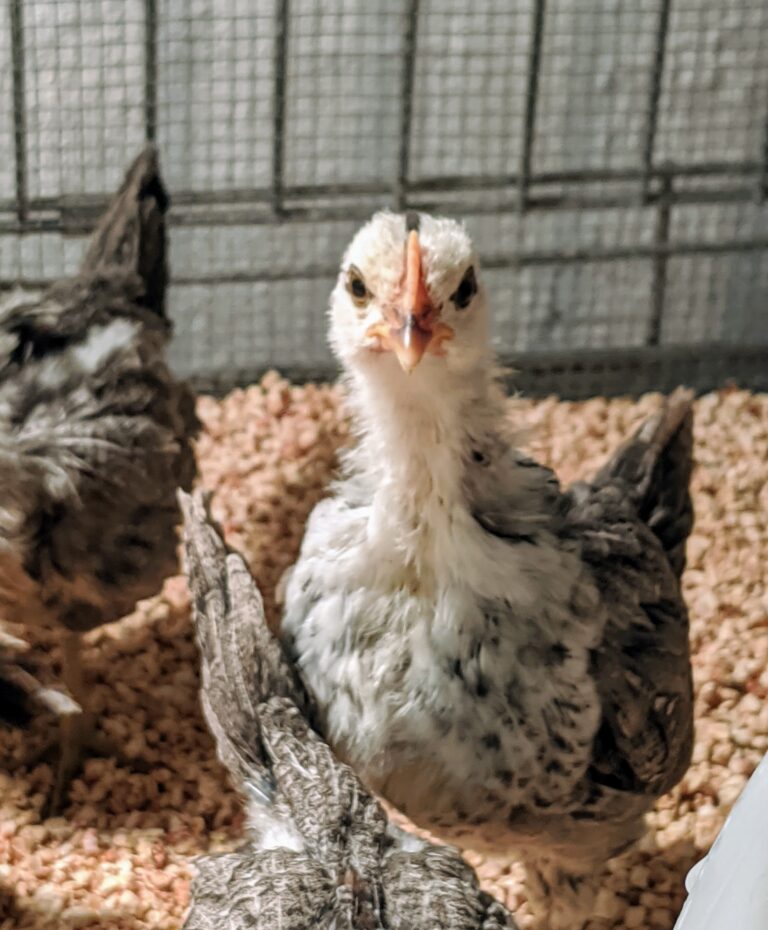 Phoenix Chickens Join My Flock - The Martha Stewart Blog