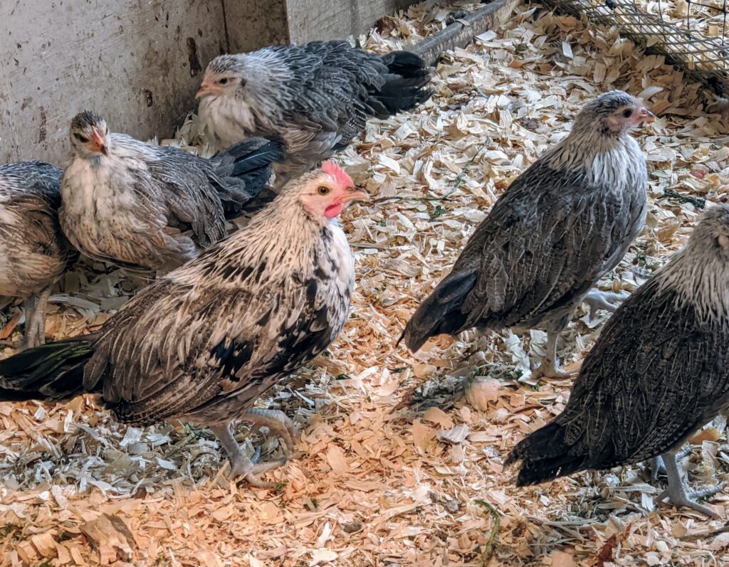 Phoenix Chickens Join My Flock - The Martha Stewart Blog