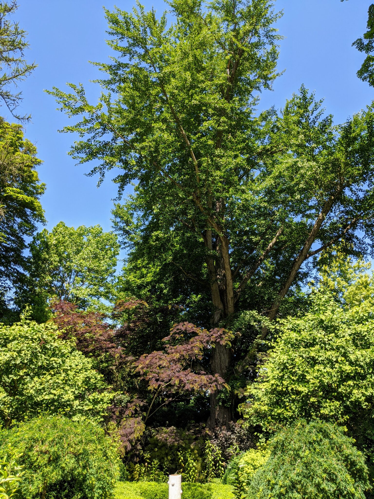 The Ginkgo Trees Lose Their Leaves - The Martha Stewart Blog