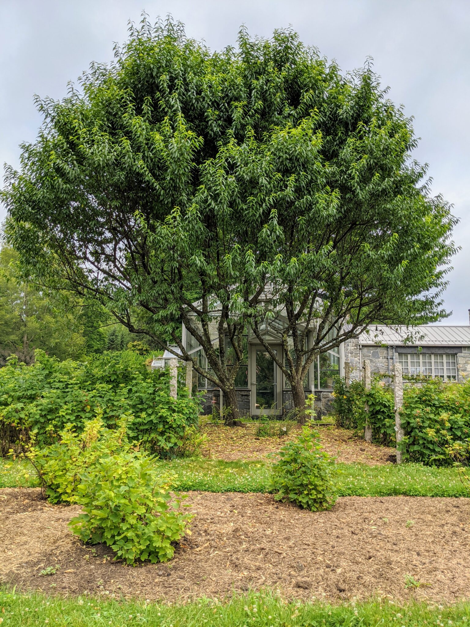 Caring for My Almond Trees - The Martha Stewart Blog