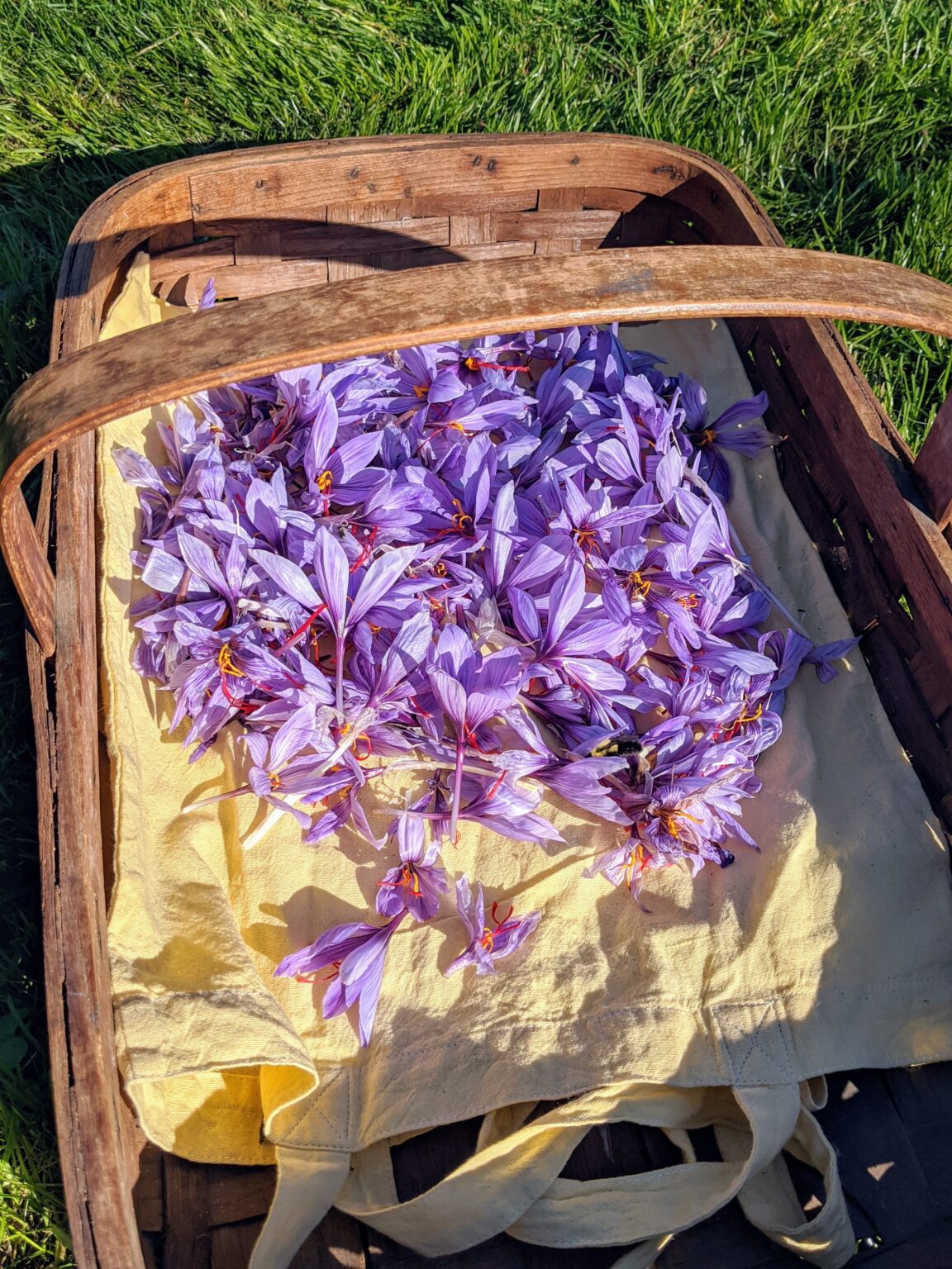 Growing Saffron at My Farm - The Martha Stewart Blog