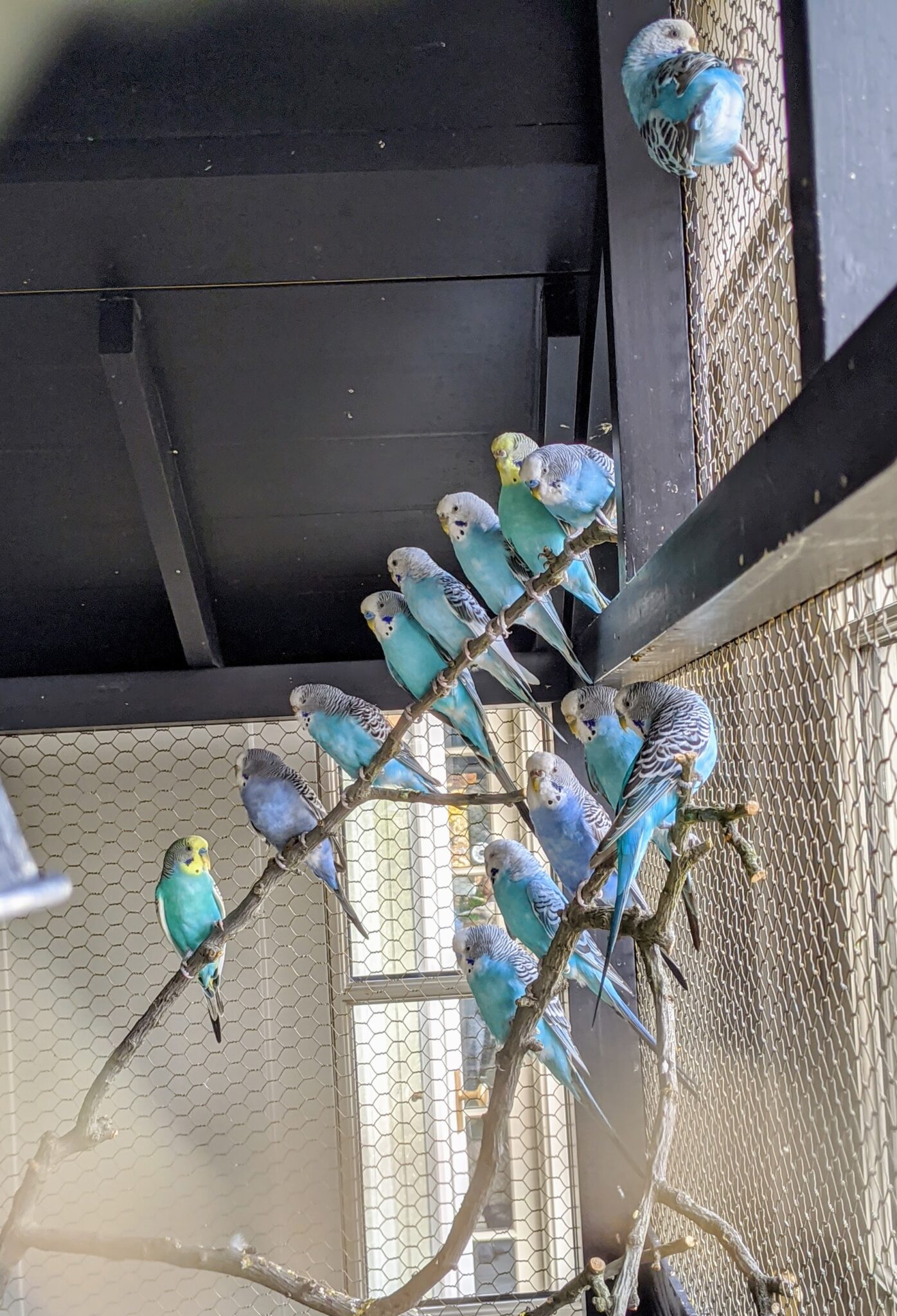 Parakeets at the Farm - The Martha Stewart Blog