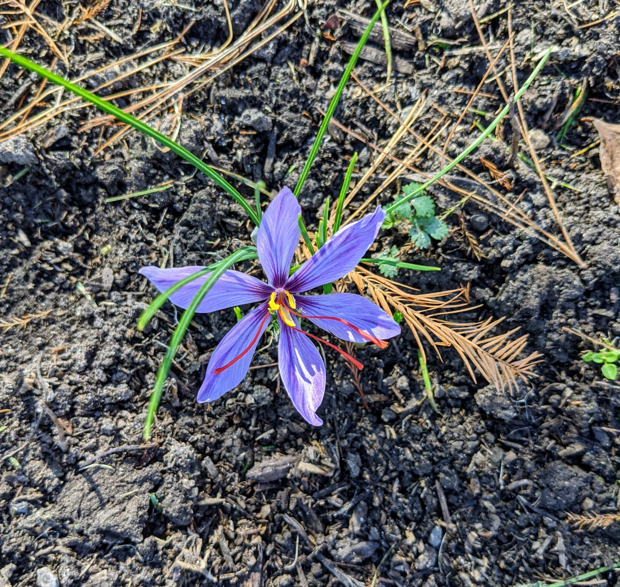 The Martha Stewart Blog : Blog Archive Growing Saffron at My Farm - The ...