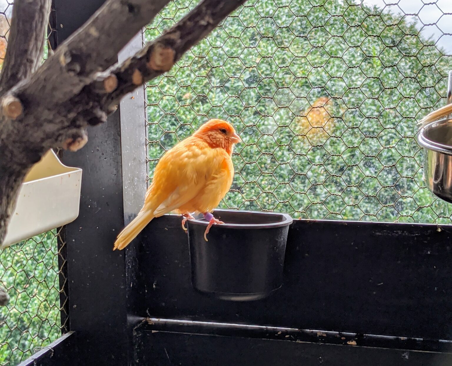 Parakeets at the Farm - The Martha Stewart Blog