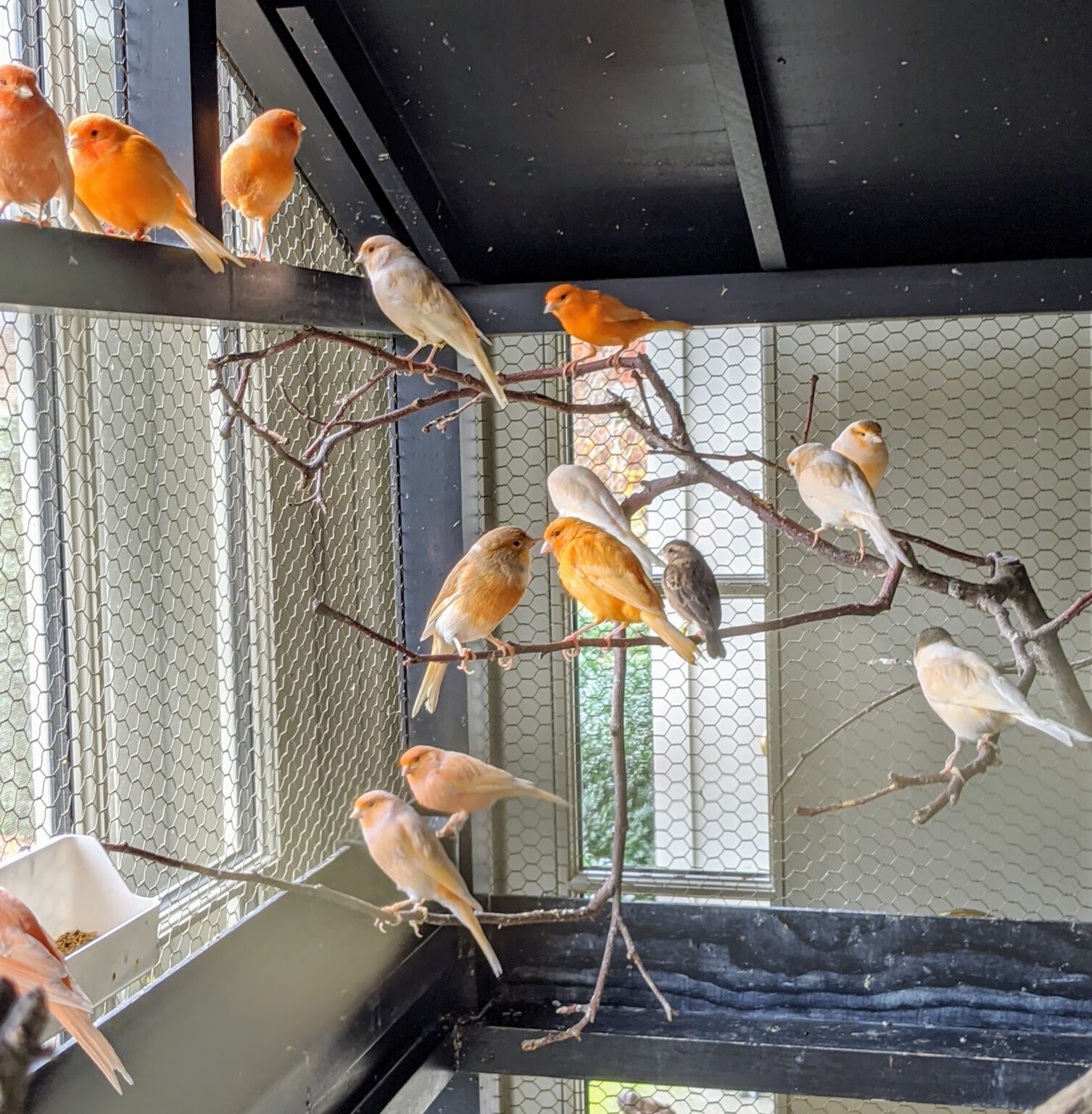 Parakeets at the Farm - The Martha Stewart Blog