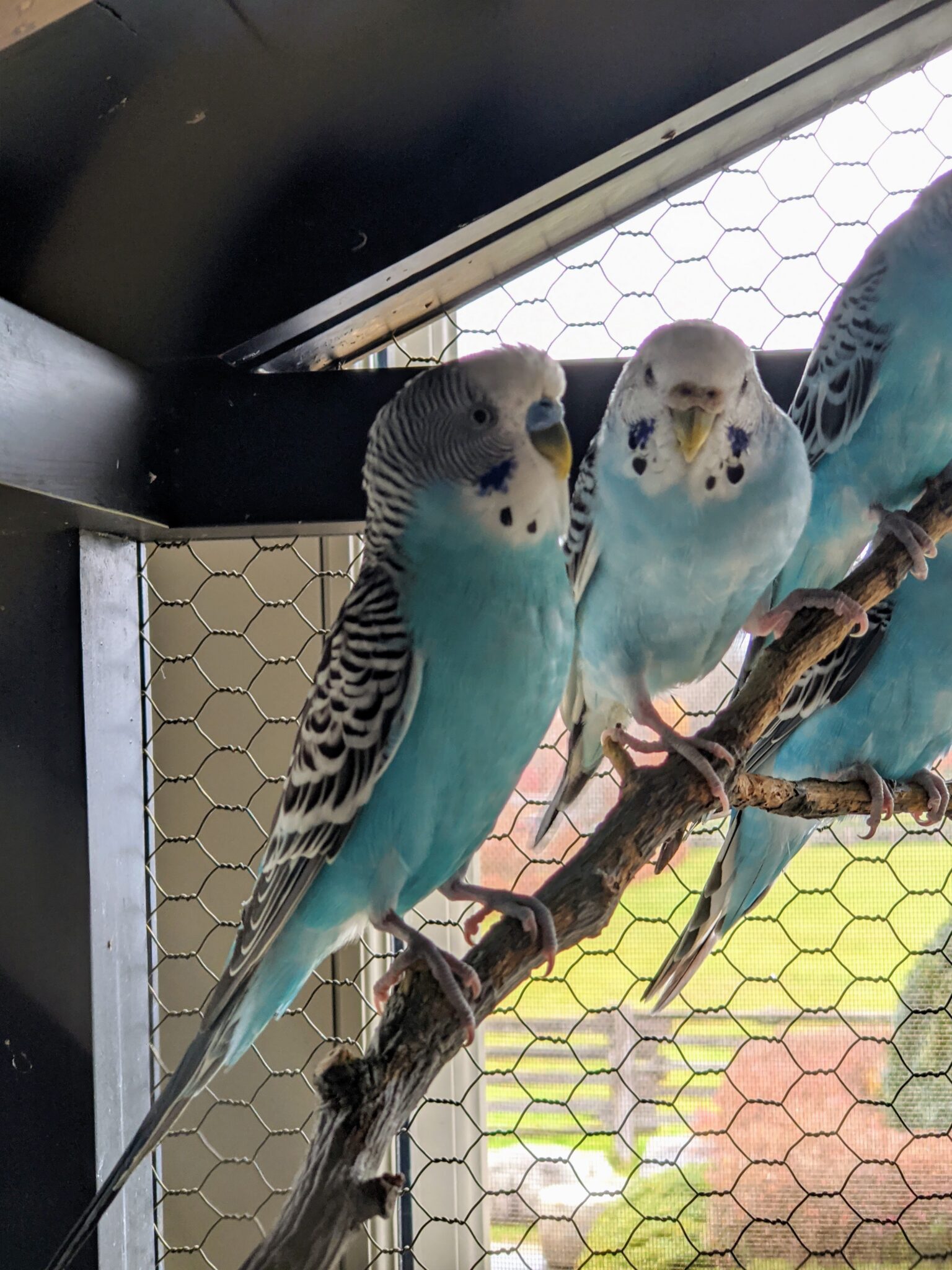 Parakeets at the Farm - The Martha Stewart Blog