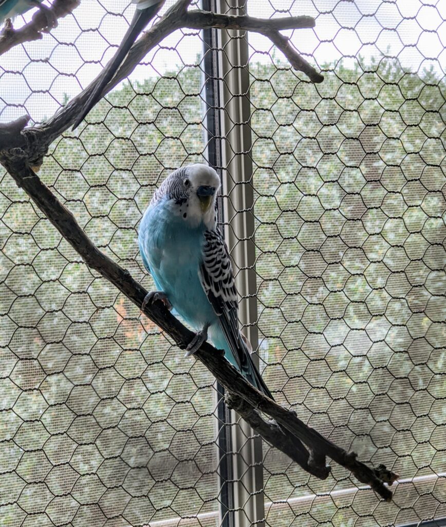 Parakeets at the Farm - The Martha Stewart Blog
