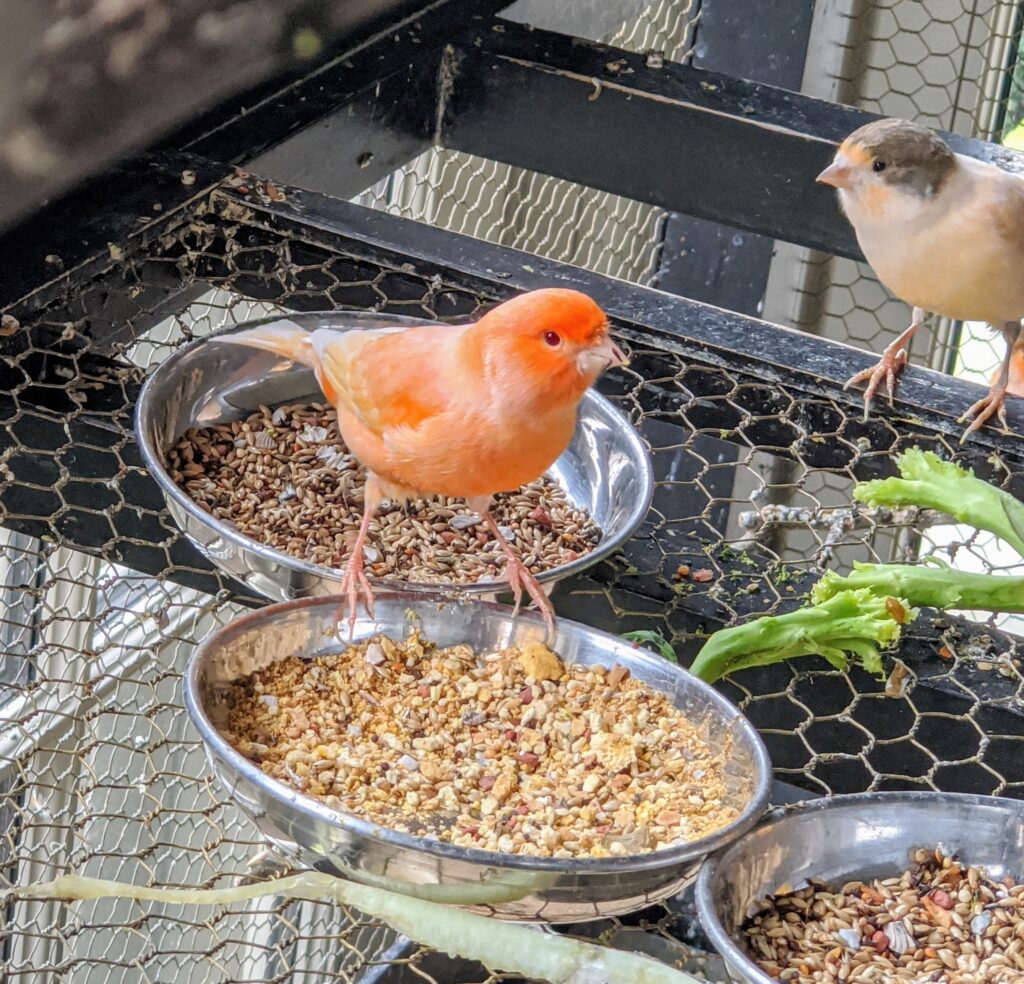 Parakeets at the Farm - The Martha Stewart Blog