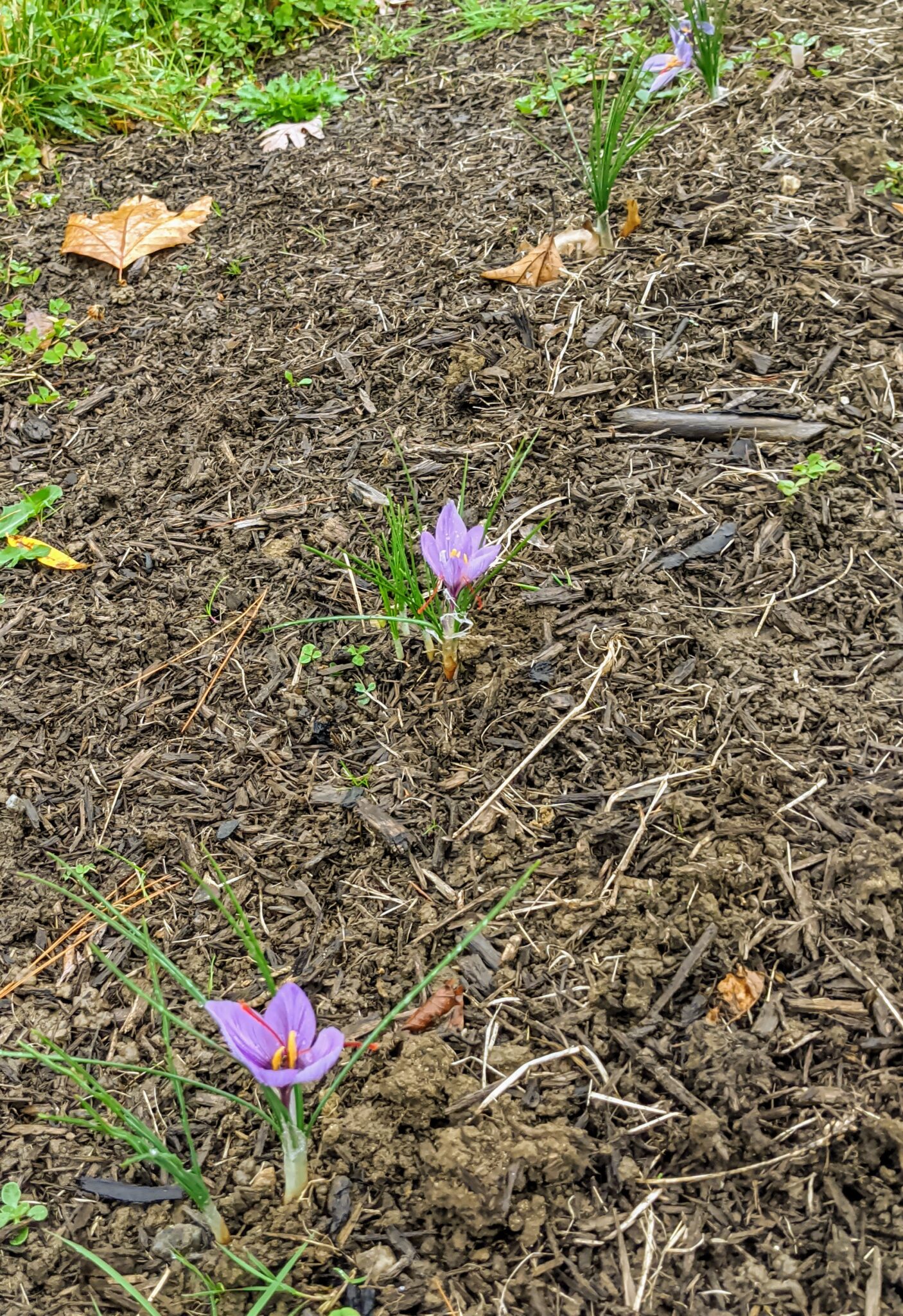 Growing Saffron at My Farm - The Martha Stewart Blog