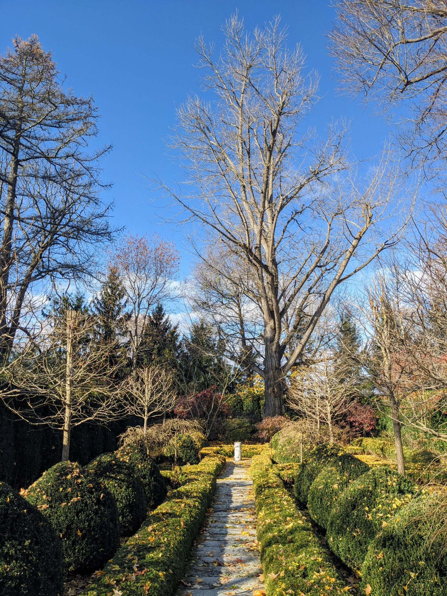 The Ginkgo Trees Lose Their Leaves - The Martha Stewart Blog